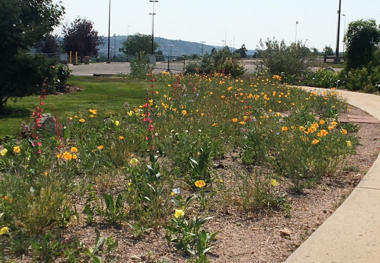 Growing Flowering Meadows from Seed – Douglas County Extension